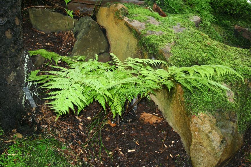 Calochlaena dubia - Rainbow Fern | Royal Botanic Garden Sydney