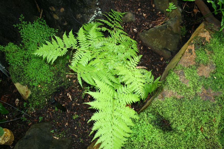 Calochlaena dubia - Rainbow Fern | Royal Botanic Garden Sydney