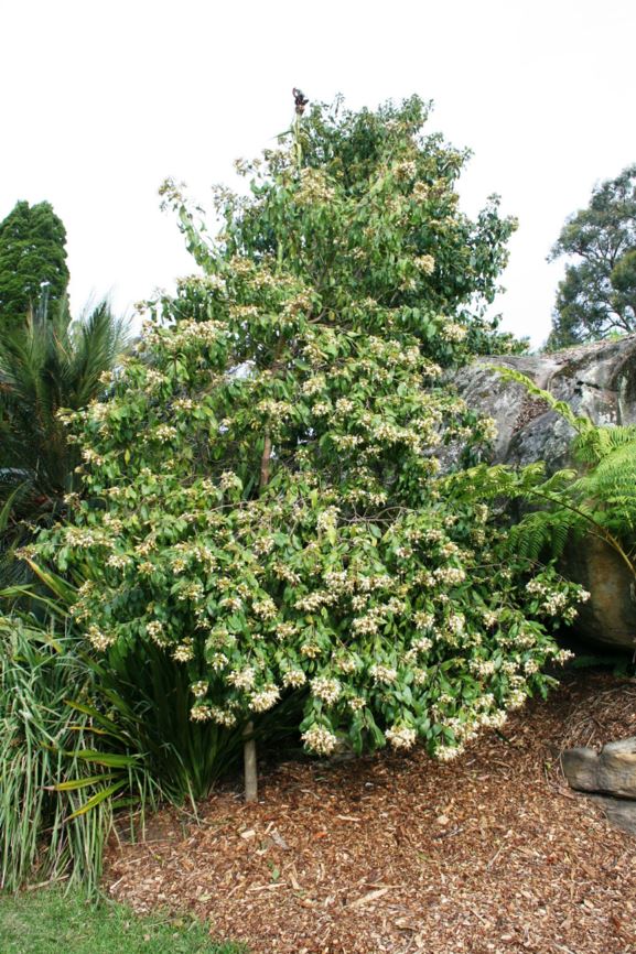 Clerodendrum tomentosum - Hairy Clerodendrum, Downy Chance Tree | Royal ...