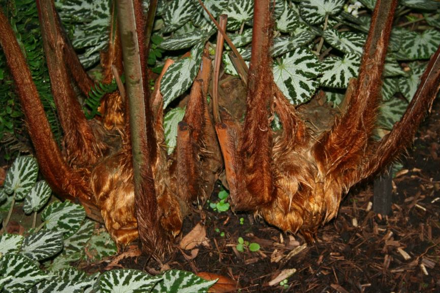 Cibotium barometz - Scythian-lamb, gou ji | Royal Botanic Garden Sydney