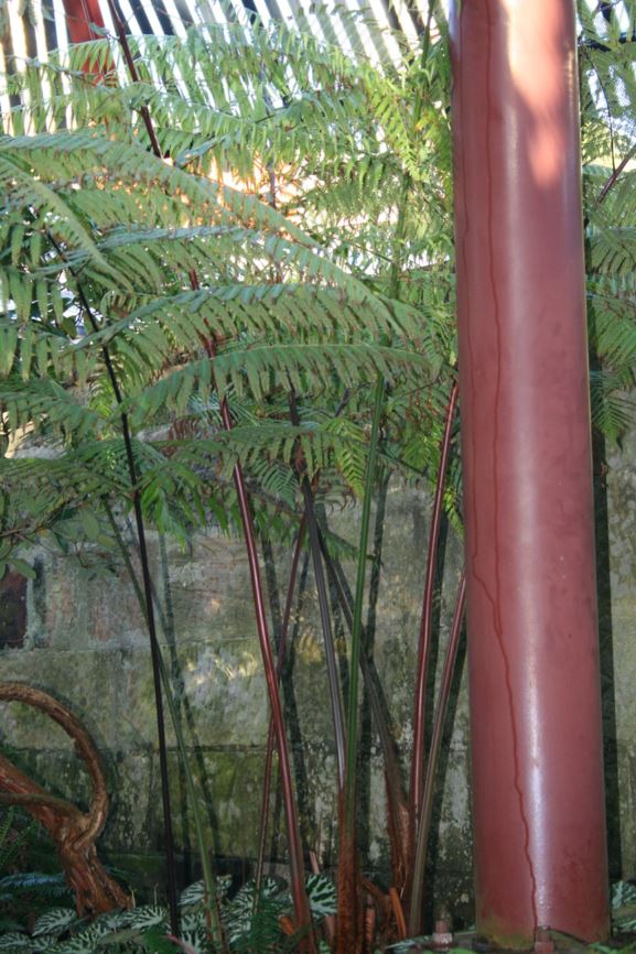 Cibotium barometz - Scythian-lamb, gou ji | Royal Botanic Garden Sydney