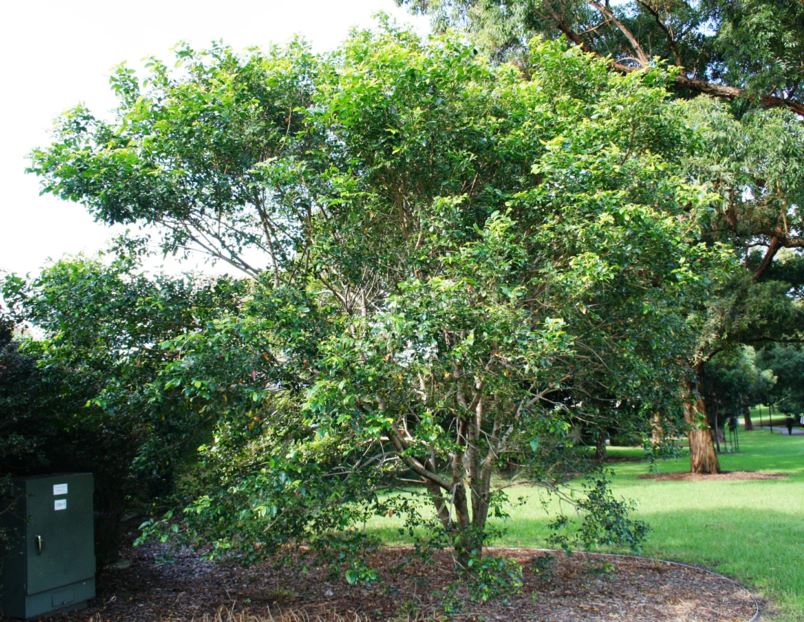 Glochidion ferdinandi - Cheese Tree | Royal Botanic Garden Sydney