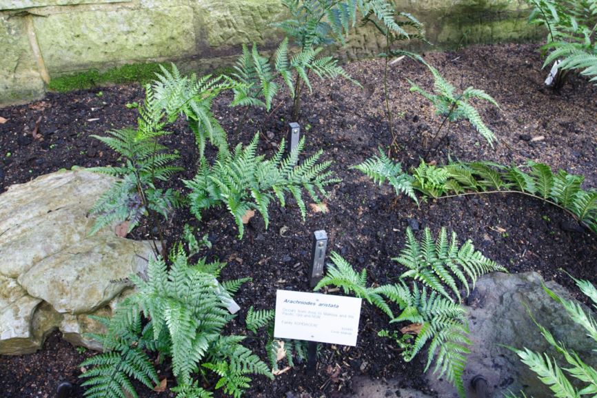 Arachniodes aristata - Prickly Shield Fern | Royal Botanic Garden Sydney