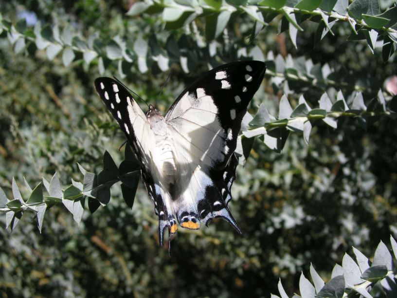 Acacia cultriformis - Knife-leaf Wattle, Dog-tooth Wattle, Half-moon ...