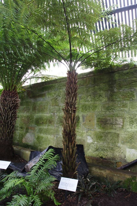 Cyathea australis - Black Tree-fern, Rough Tree-fern | Royal Botanic Garden Sydney
