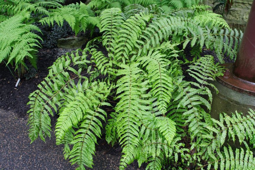 Pneumatopteris pennigera - Lime Fern | The Royal Botanic Garden Sydney