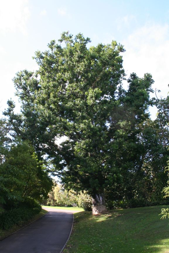 Agathis macrophylla - Large-leaved Kauri Pine | Royal Botanic Garden Sydney