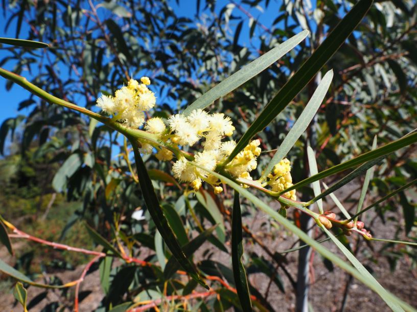Acacia suaveolens - Sweet Wattle | Royal Botanic Garden Sydney