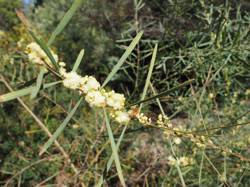 Acacia suaveolens - Sweet Wattle | Royal Botanic Garden Sydney