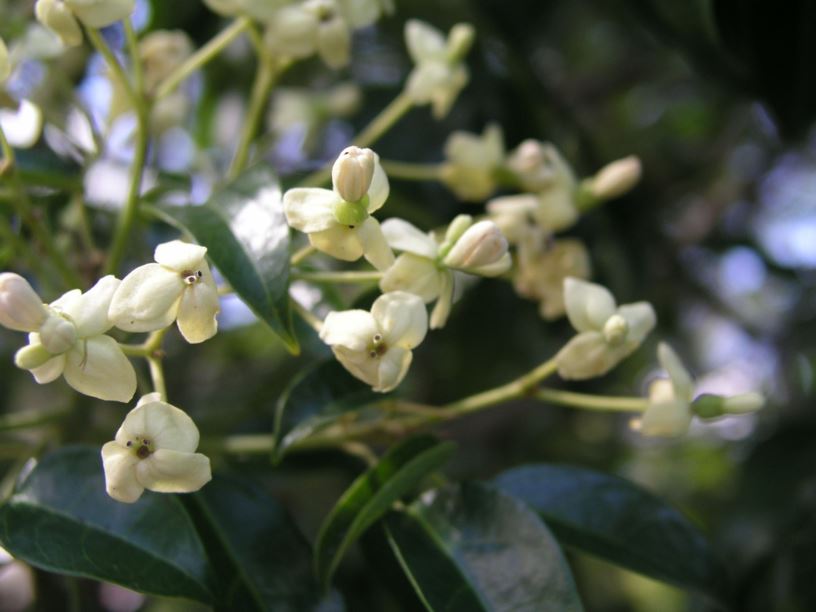 Hernandia bivalvis - Grease Nut, Cudgerie | Royal Botanic Garden Sydney