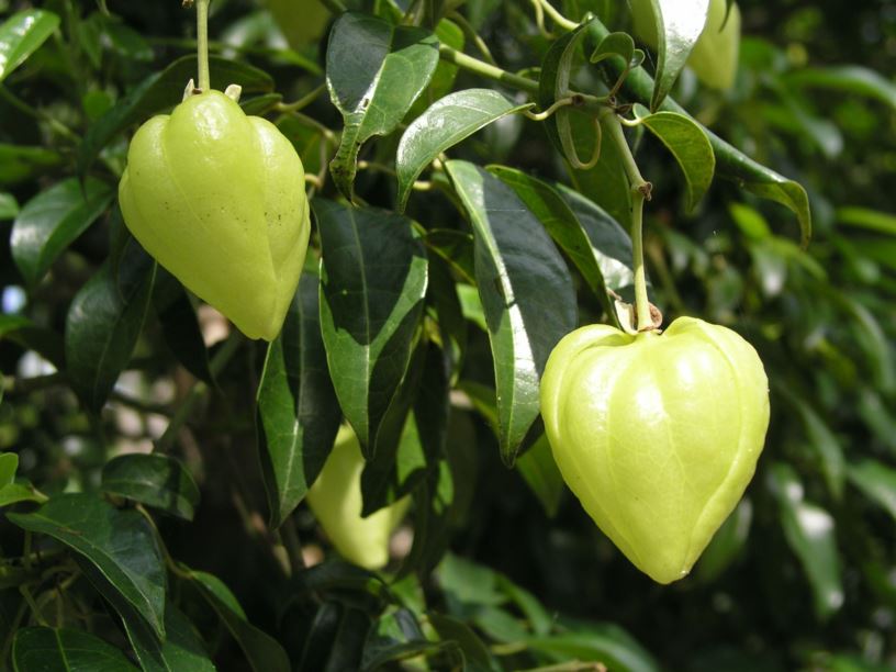 Hernandia bivalvis - Grease Nut, Cudgerie | Royal Botanic Garden Sydney