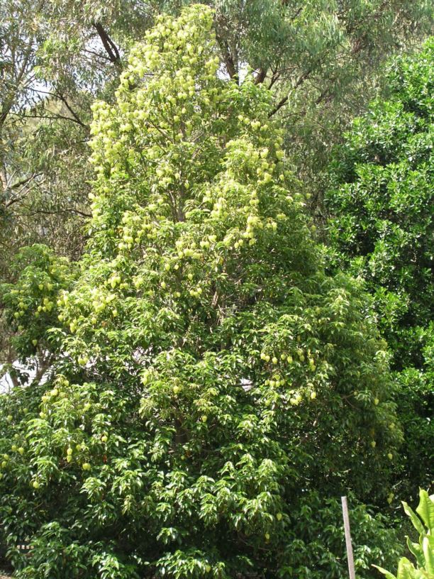 Hernandia bivalvis - Grease Nut, Cudgerie | Royal Botanic Garden Sydney