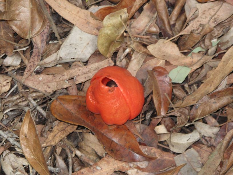 Hernandia bivalvis - Grease Nut, Cudgerie | Royal Botanic Garden Sydney