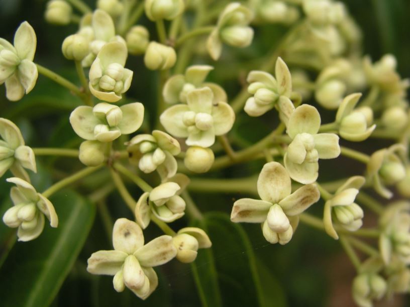 Hernandia bivalvis - Grease Nut, Cudgerie | Royal Botanic Garden Sydney