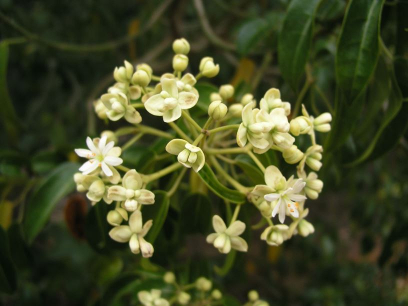 Hernandia bivalvis - Grease Nut, Cudgerie | Royal Botanic Garden Sydney