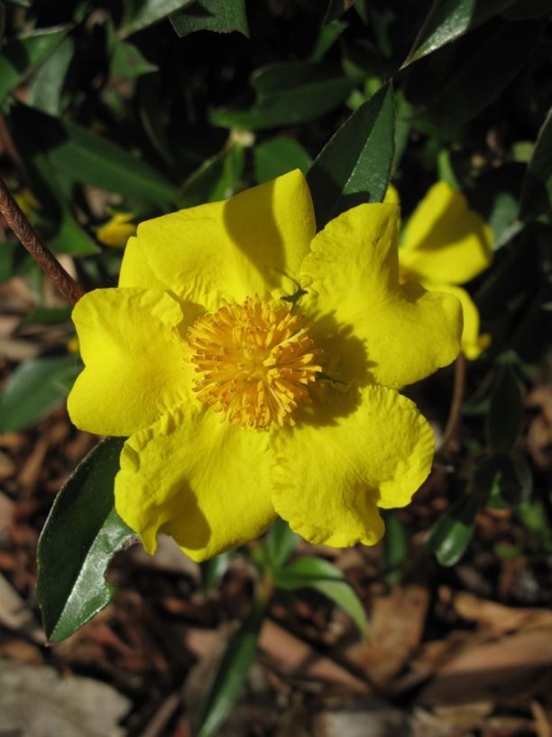 Hibbertia scandens - Climbing Guinea Flower | Royal Botanic Garden Sydney