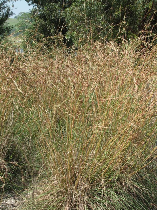 Cymbopogon refractus - Barbed Wire Grass | Royal Botanic Garden Sydney