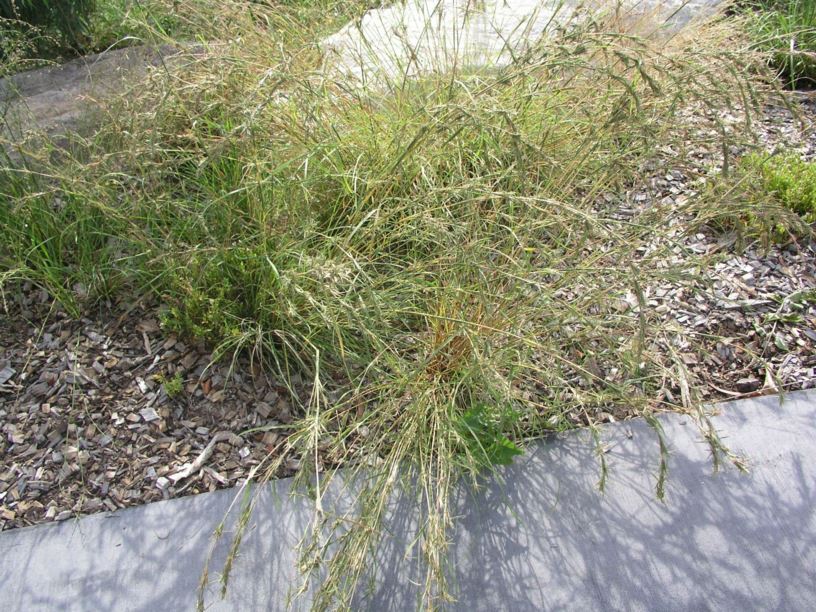 Cymbopogon refractus - Barbed Wire Grass | Royal Botanic Garden Sydney