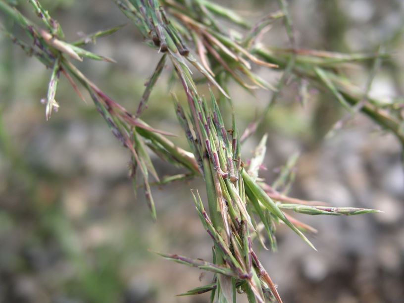 Cymbopogon refractus - Barbed Wire Grass | Royal Botanic Garden Sydney