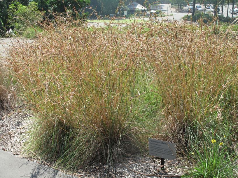 Cymbopogon refractus - Barbed Wire Grass | Royal Botanic Garden Sydney