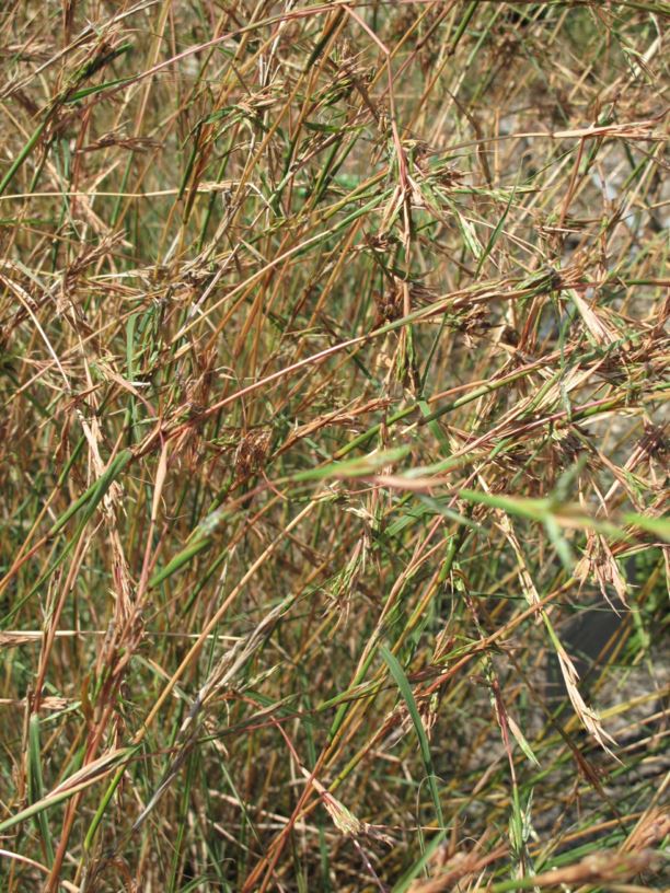 Cymbopogon refractus - Barbed Wire Grass | Royal Botanic Garden Sydney