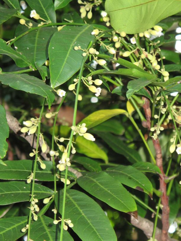 Browse H | Royal Botanic Garden Sydney