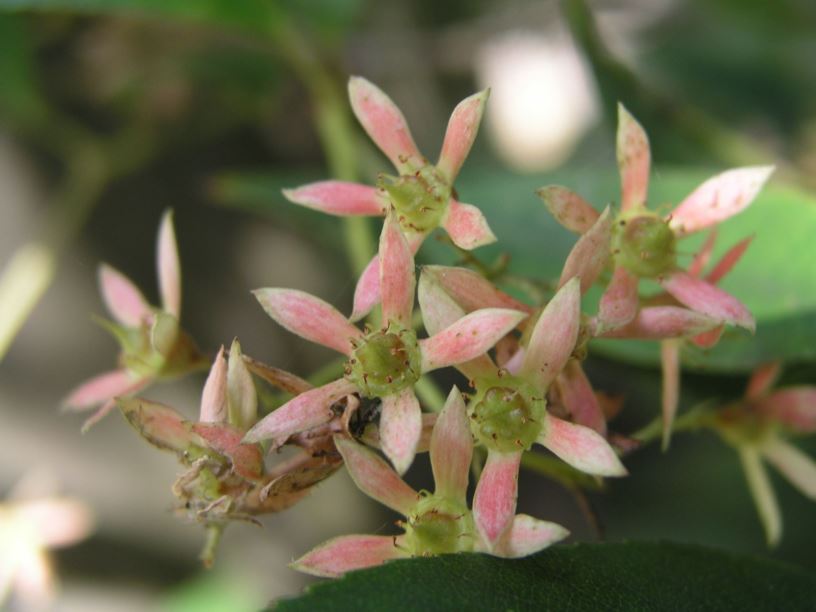 Ceratopetalum apetalum - Coachwood | Royal Botanic Garden Sydney