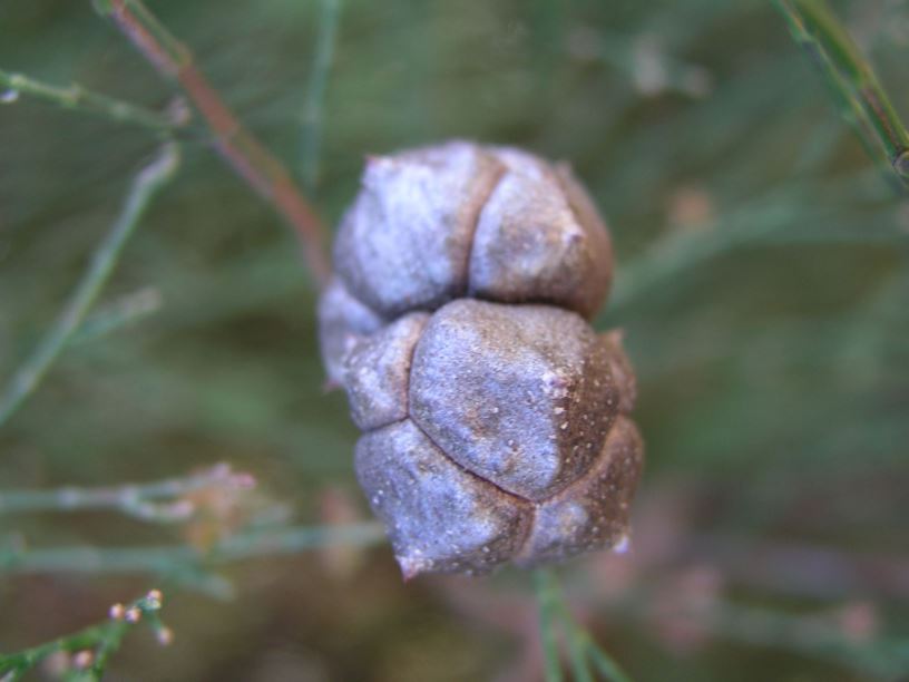 Callitris rhomboidea - Port Jackson Pine, Oyster Bay Pine | Royal ...