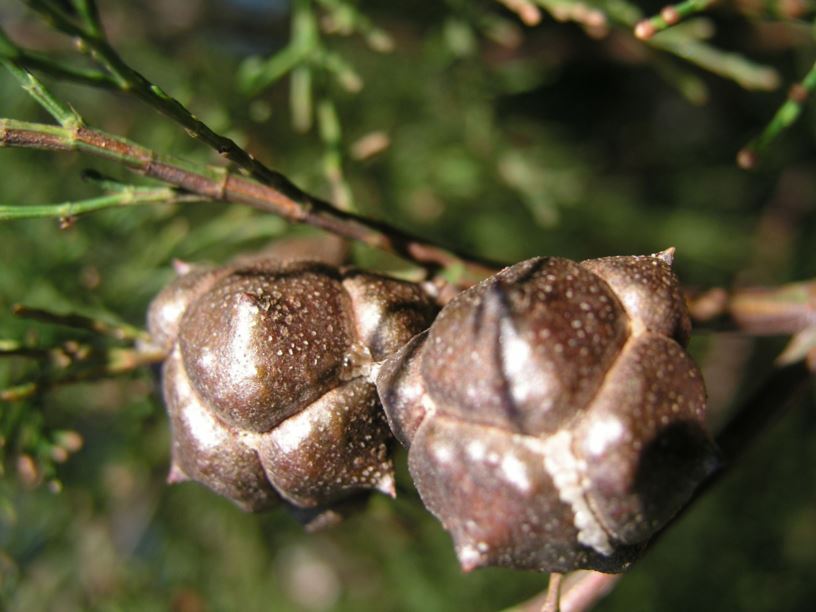 Callitris rhomboidea - Port Jackson Pine, Oyster Bay Pine | Royal ...