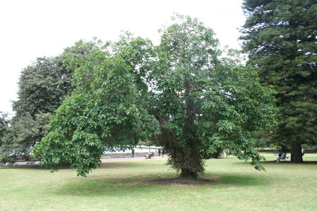 Ficus sur - cape fig, broom cluster fig | Royal Botanic Garden Sydney