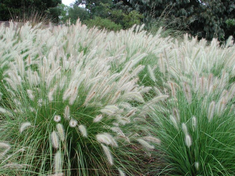 Cenchrus purpurascens - Swamp Foxtail | Royal Botanic Garden Sydney
