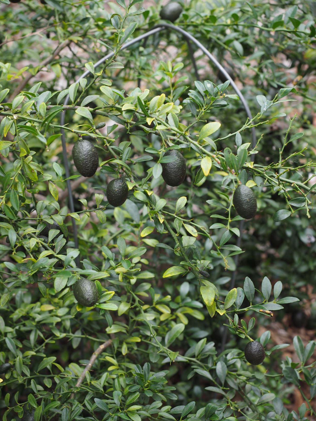 Citrus 'Australian Blood' - hybrid finger lime | Royal Botanic Garden ...