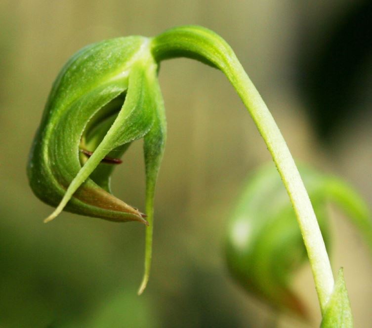Calochlaena dubia - Rainbow Fern | Royal Botanic Garden Sydney