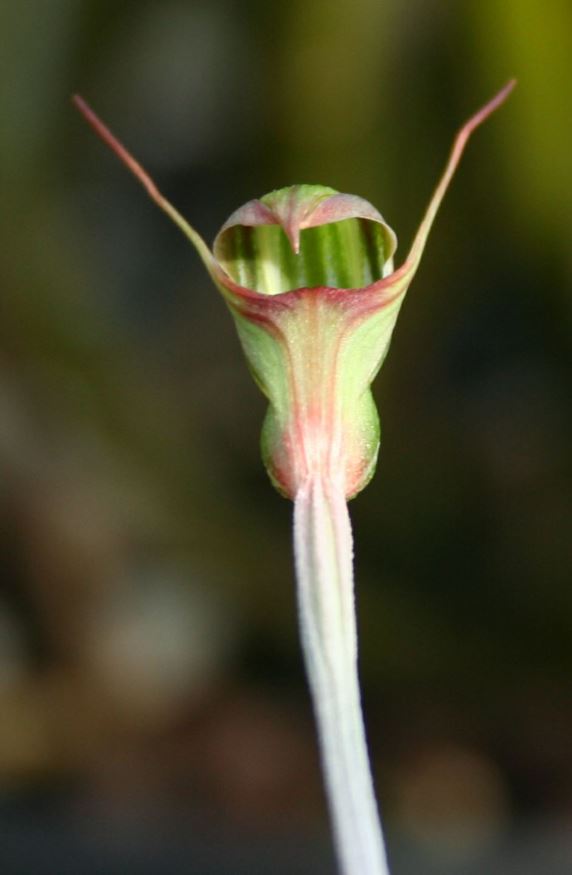 Coniogramme japonica - Bamboo Fern | Royal Botanic Garden Sydney