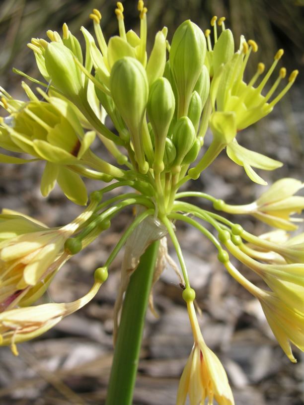 Calostemma purpureum - Garland Lily | Royal Botanic Garden Sydney