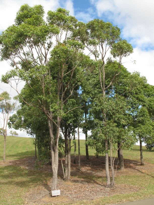Corymbia intermedia - Pink Bloodwood | Royal Botanic Garden Sydney