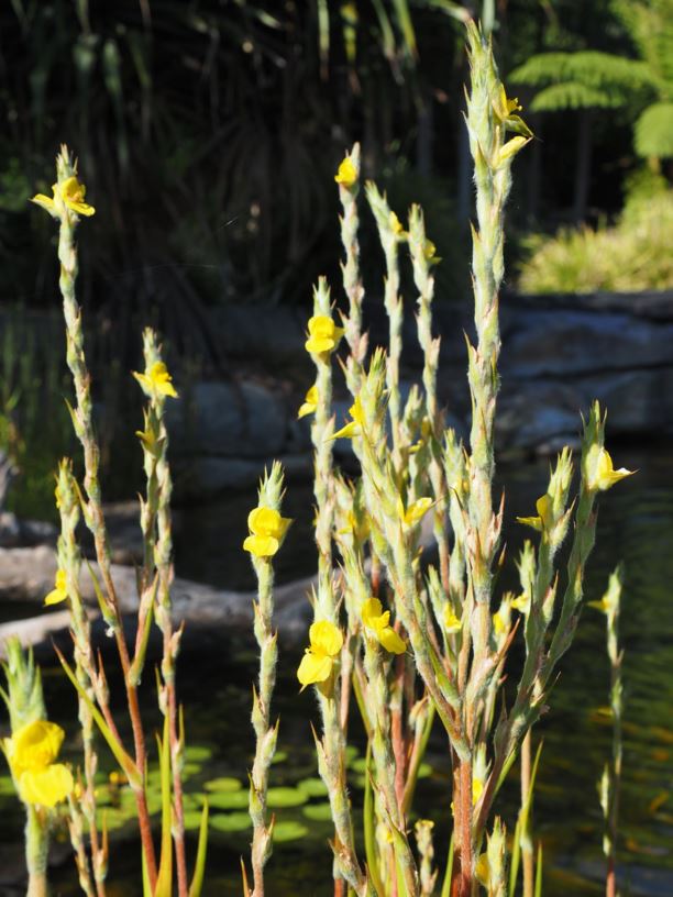 Philydrum lanuginosum - Woolly Waterlily, Frogsmouth | Royal Botanic ...