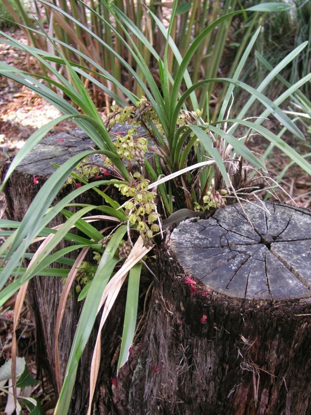Cymbidium suave - Snake Orchid | Royal Botanic Garden Sydney