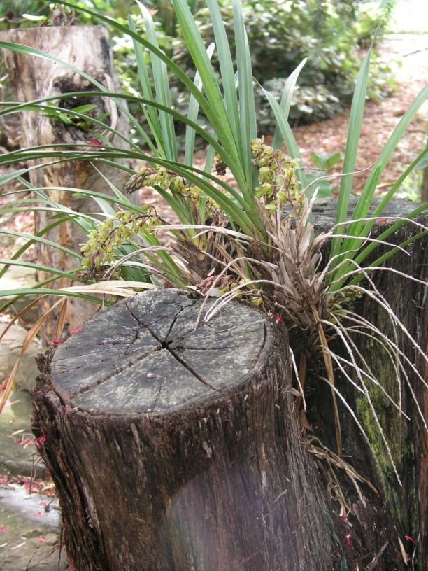 Cymbidium suave - Snake Orchid | Royal Botanic Garden Sydney