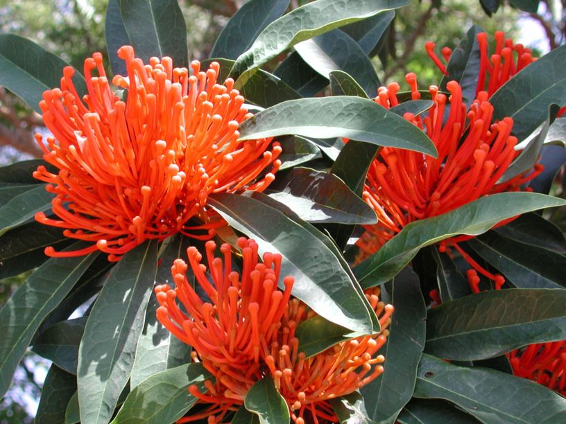 Alloxylon flammeum - Queensland Waratah, Tree Waratah, Red Silky Oak ...