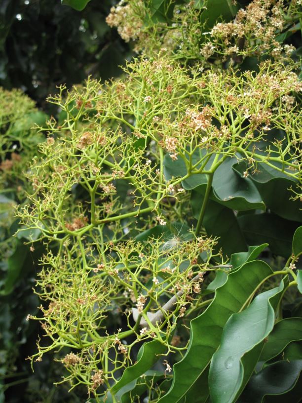 Flindersia brayleyana - Queensland Maple, Maple Silkwood | Royal ...