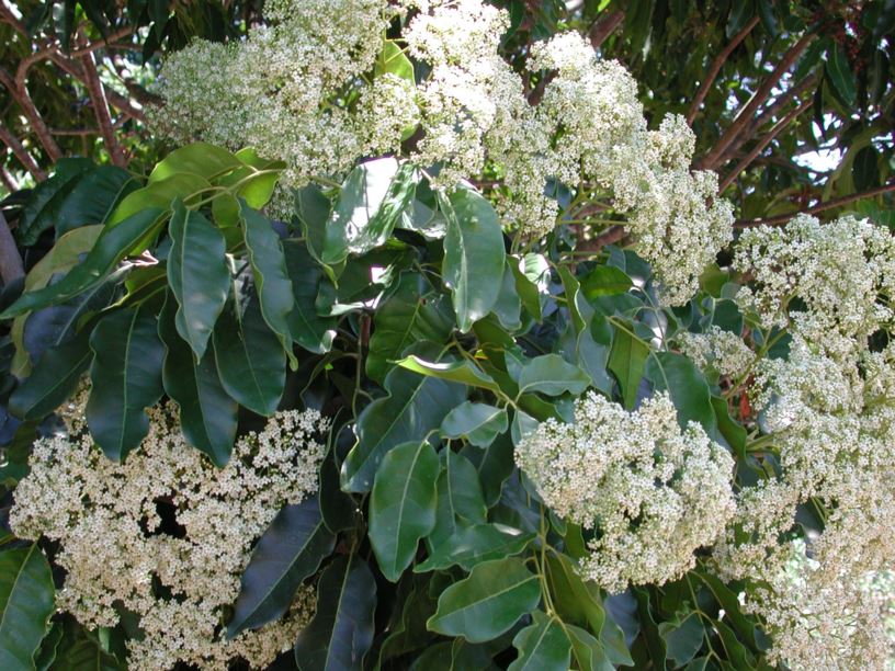 Flindersia brayleyana - Queensland Maple, Maple Silkwood | Royal ...