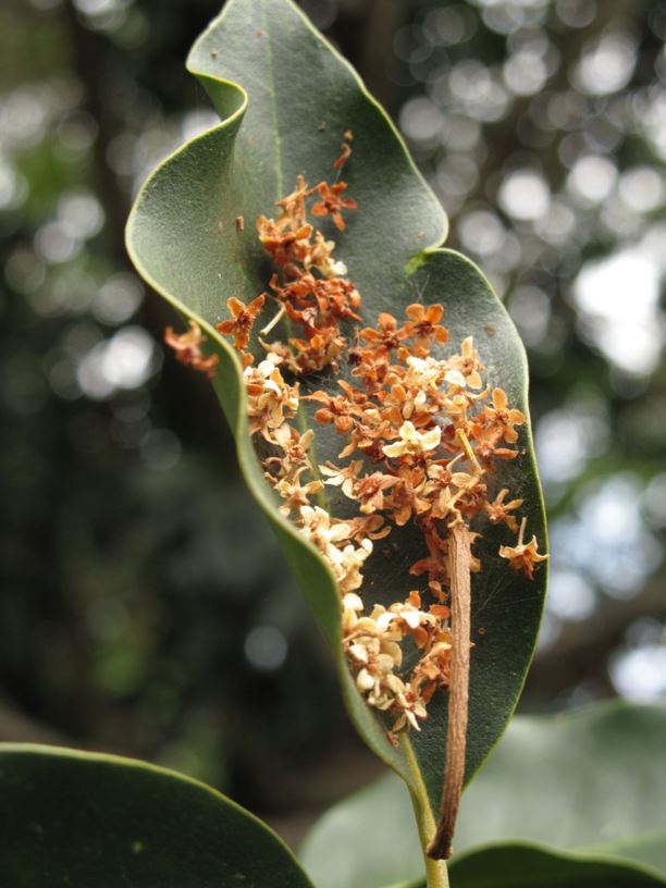 Flindersia brayleyana - Queensland Maple, Maple Silkwood | Royal ...