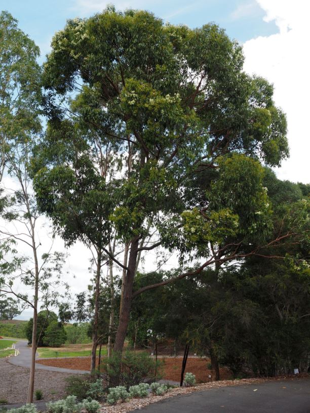 Corymbia gummifera - Red Bloodwood | Royal Botanic Garden Sydney