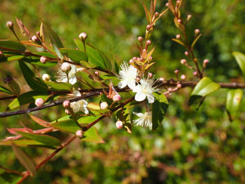 Austromyrtus dulcis - Midgen Berry | Royal Botanic Garden Sydney