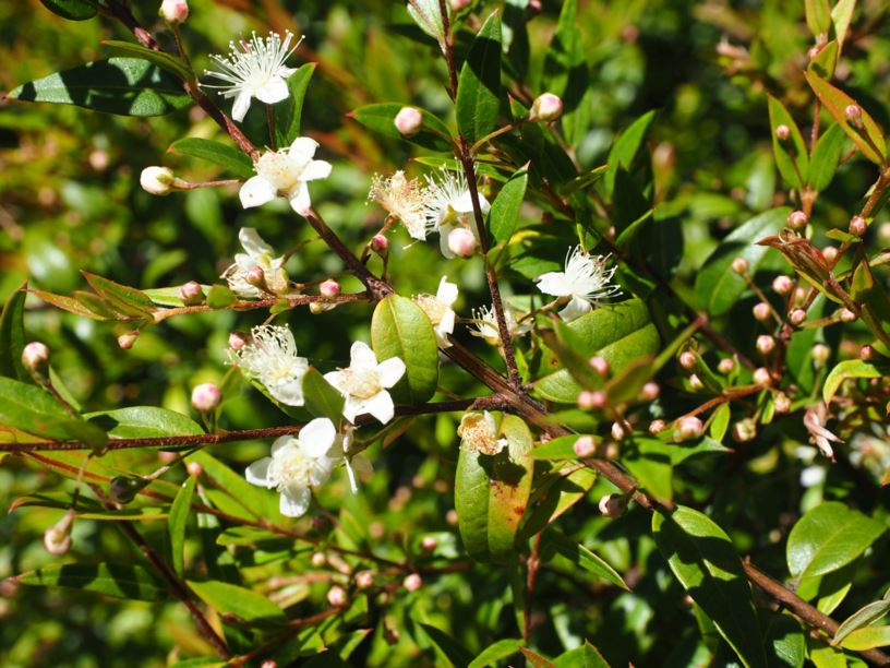 Austromyrtus dulcis - Midgen Berry | Royal Botanic Garden Sydney