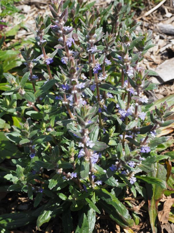 Ajuga australis - Austral Bugle | Royal Botanic Garden Sydney