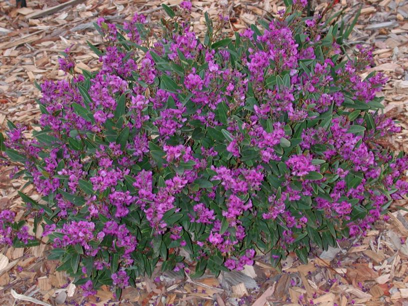 Browse H | Royal Botanic Garden Sydney