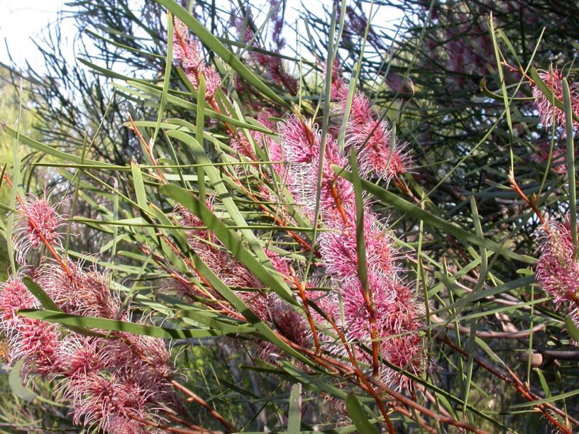 Hakea multilineata - Grass Leaf Hakea | Royal Botanic Garden Sydney