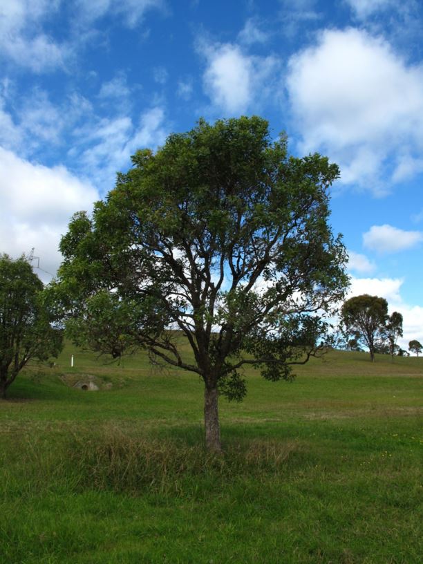 Angophora floribunda - Apple, Rough-barked Apple | Royal Botanic Garden ...